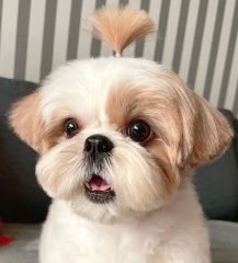 Dogs Planet - Dogs Planet